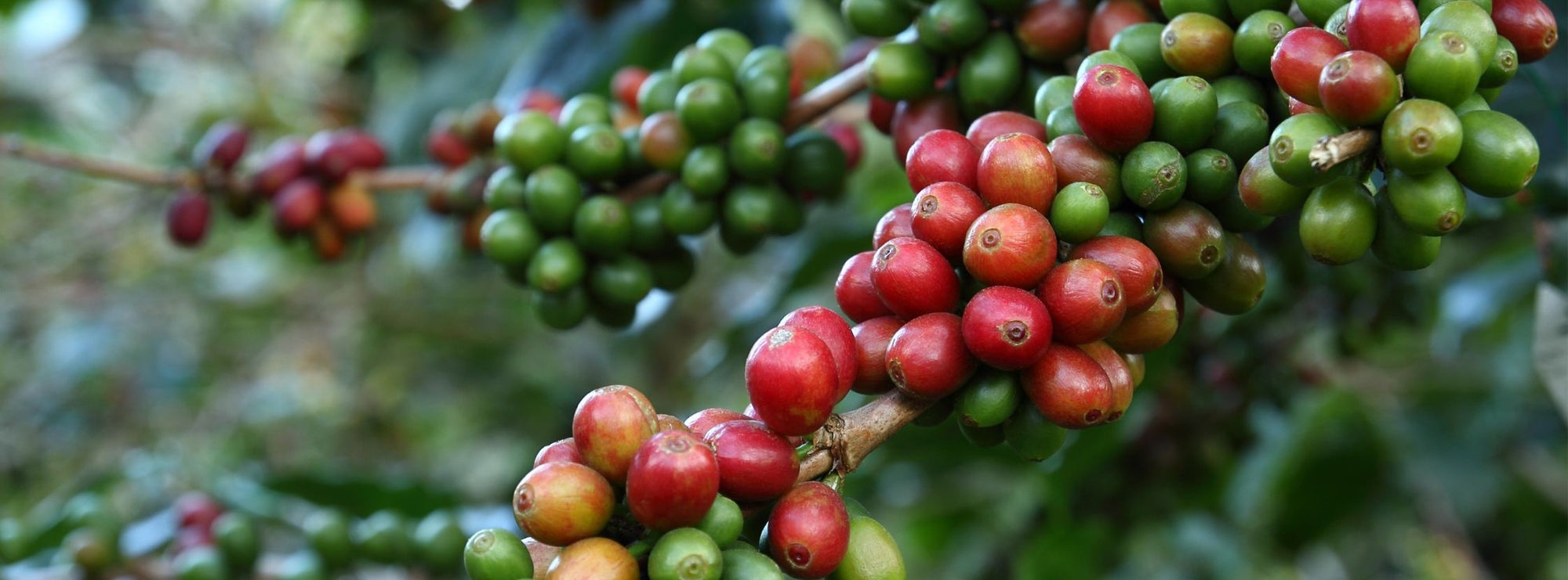 Arabica Explained - Definition & Meaning - FiXX Coffee