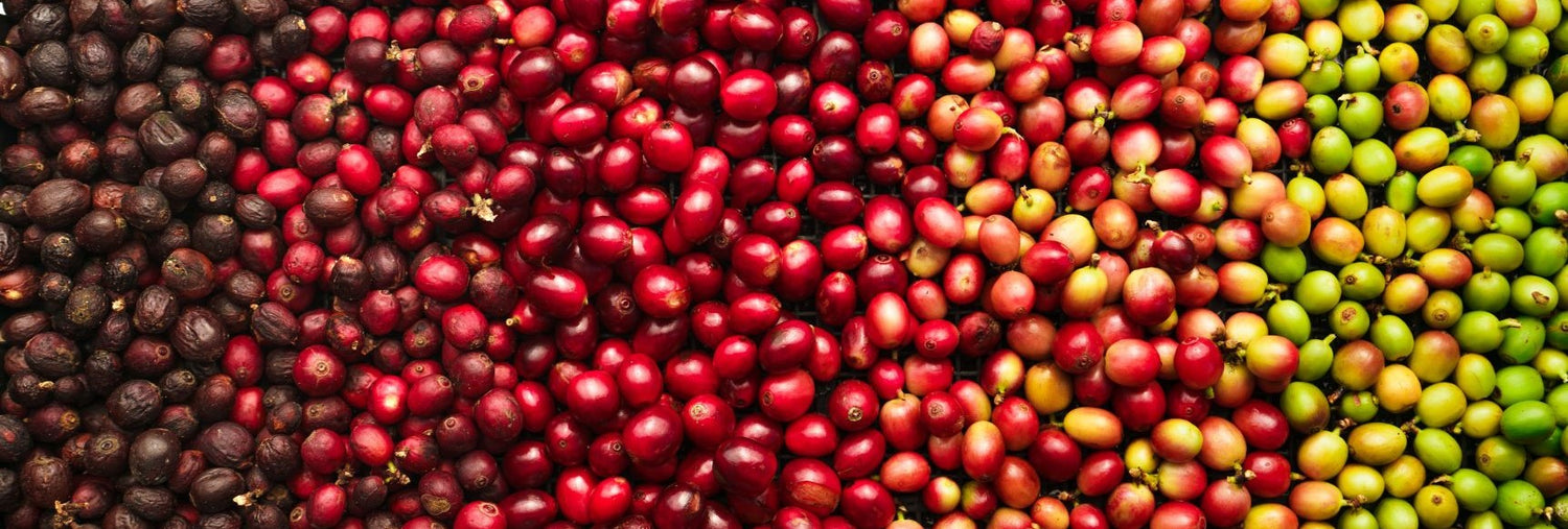 Coffee Varieties - Definition & Meaning - FiXX Coffee