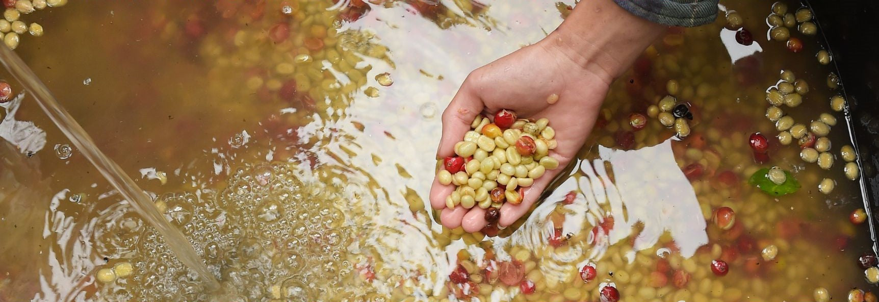 Wet Process/Washed Coffee - Definition & Meaning - FiXX Coffee